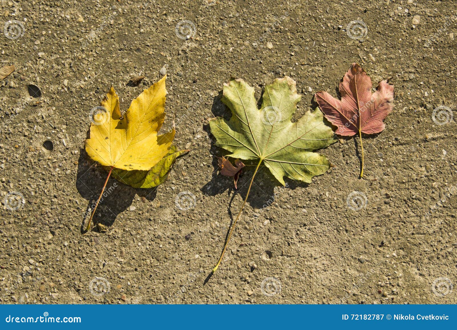 Three leaves stock image. Image of green, leaves, autumn - 72182787