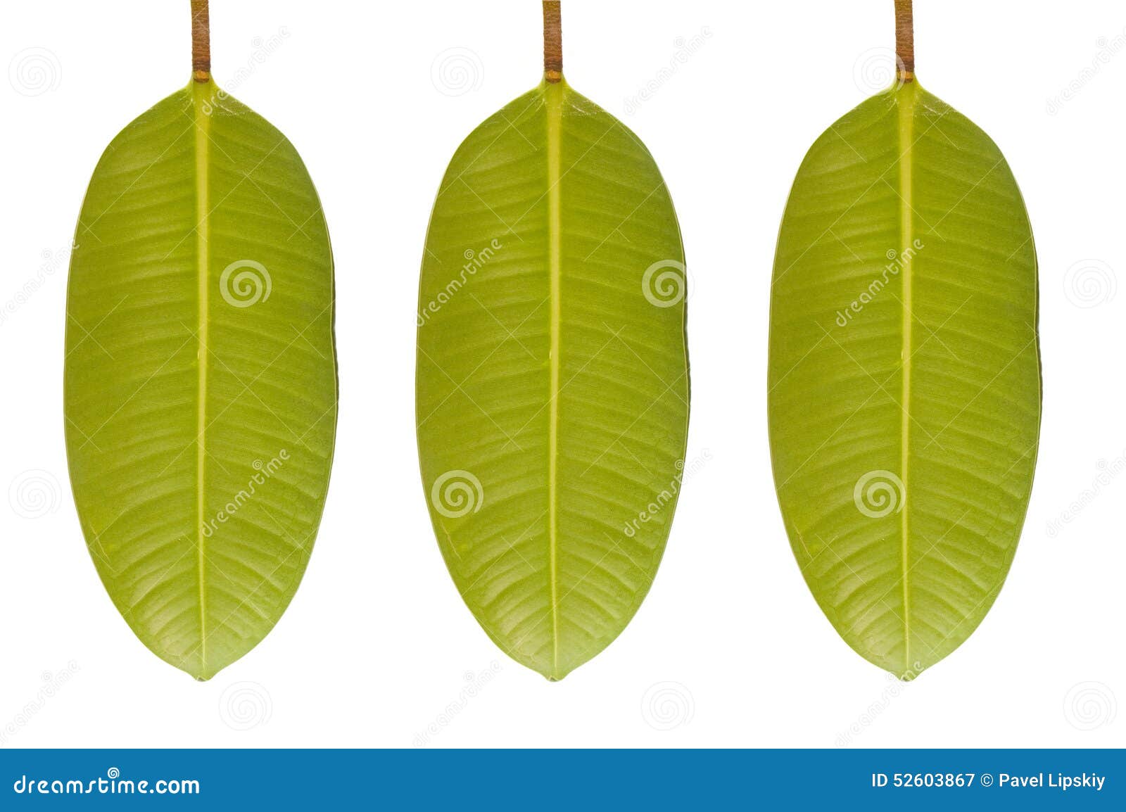 Three leaves stock image. Image of structure, background - 52603867