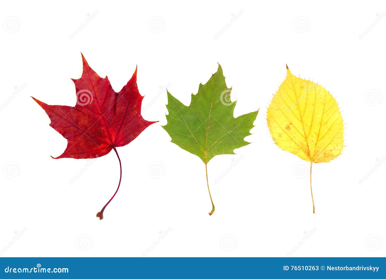 Three leaves stock image. Image of design, beautiful - 76510263