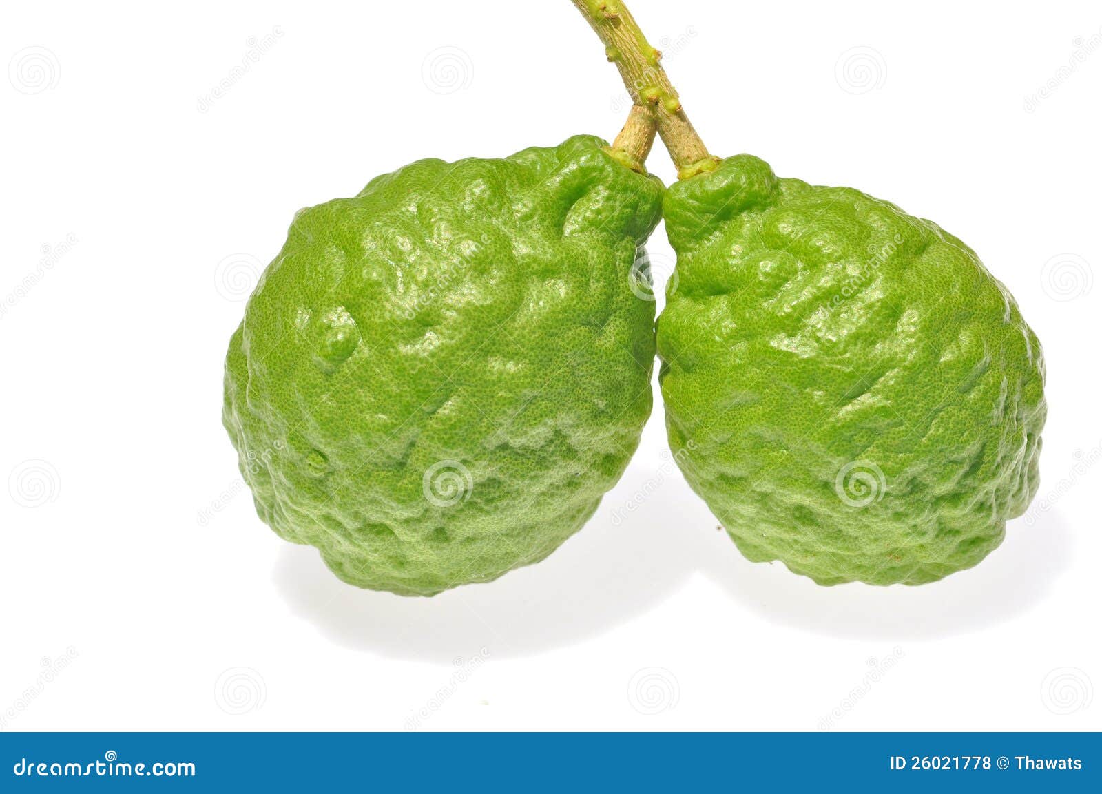 Three leech lime fruits stock photo. Image of green, kaffir - 26021778