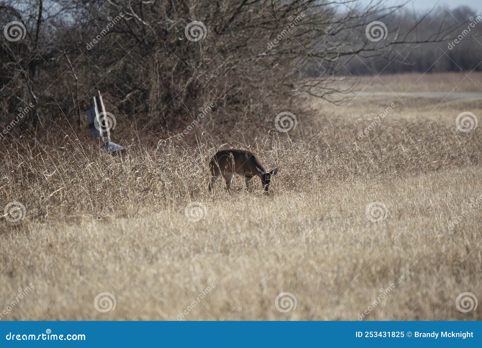 Three-Legged Deer Foraging stock image. Image of fauna - 253431825