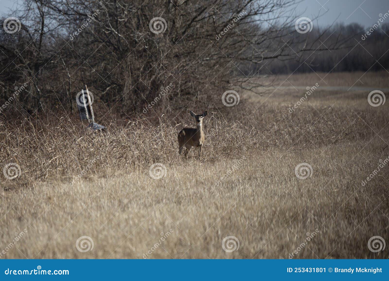 Three-Legged Deer Snacking stock image. Image of large - 253431801