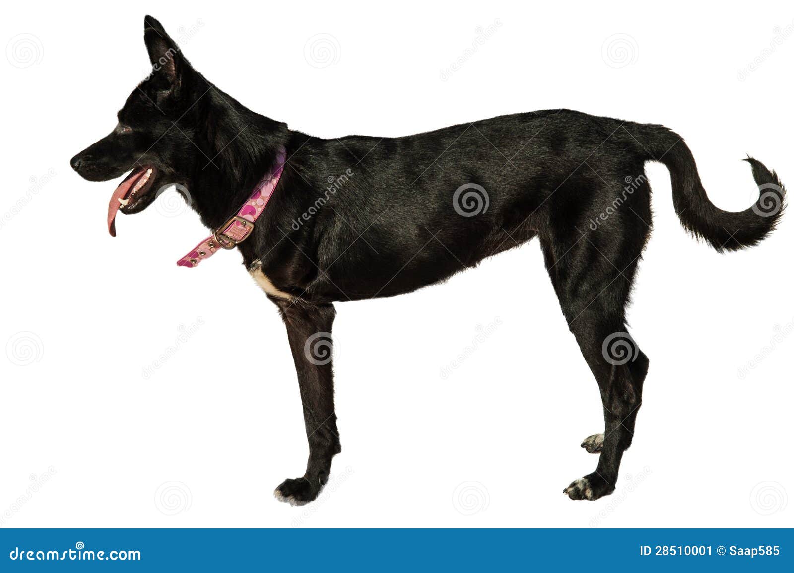 Three legged dog stock image. Image of mixed, people - 28510001