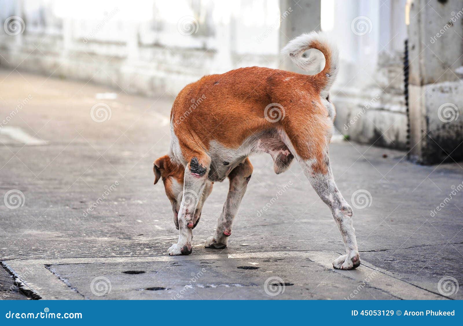 Happy Three Legged Dog