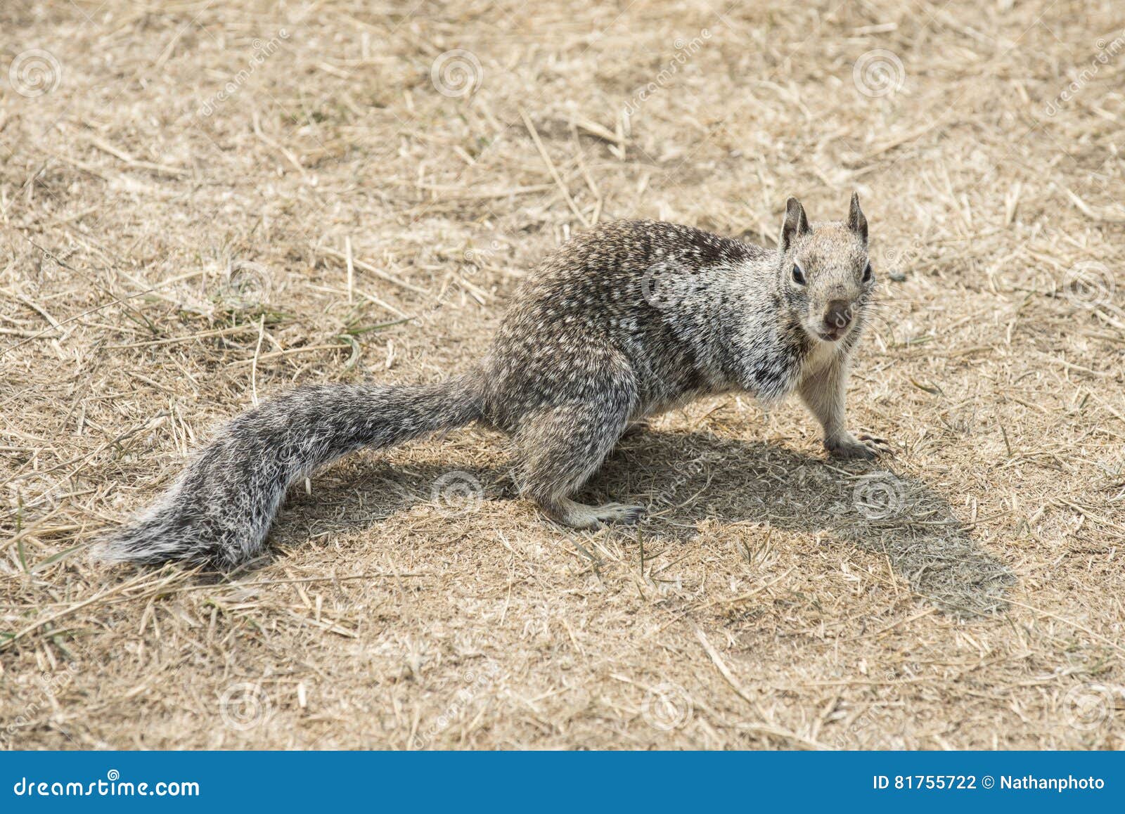 Three-legged squirrel stock photo. Image of three, tough - 81755722