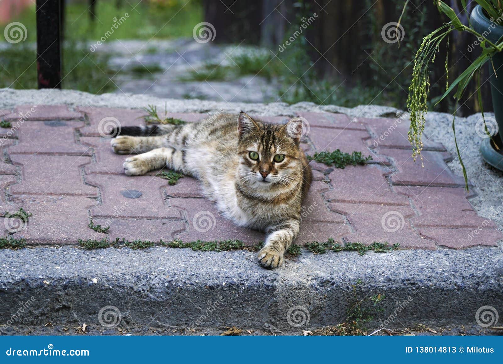 Three Legged Tabby Cat stock image. Image of animals - 138014813