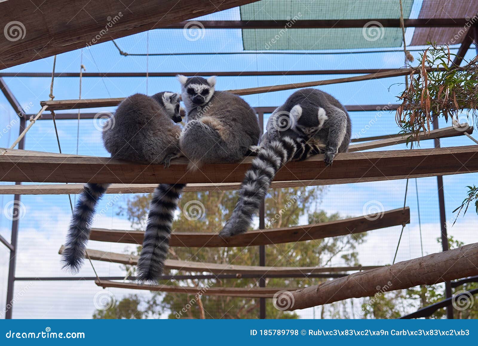 Three Lemurs Hanging on an Artificial Habitat Stock Photo - Image of ...