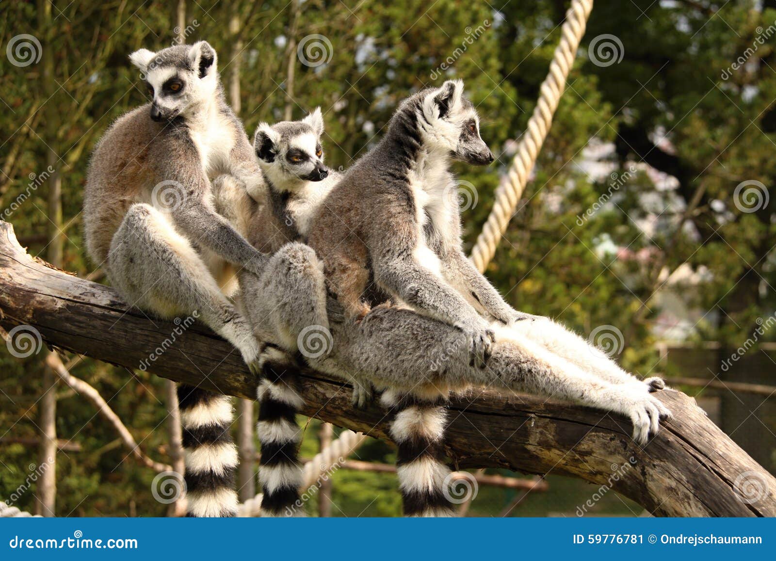 Three Lemurs Holding Each Other Stock Image - Image of capture ...
