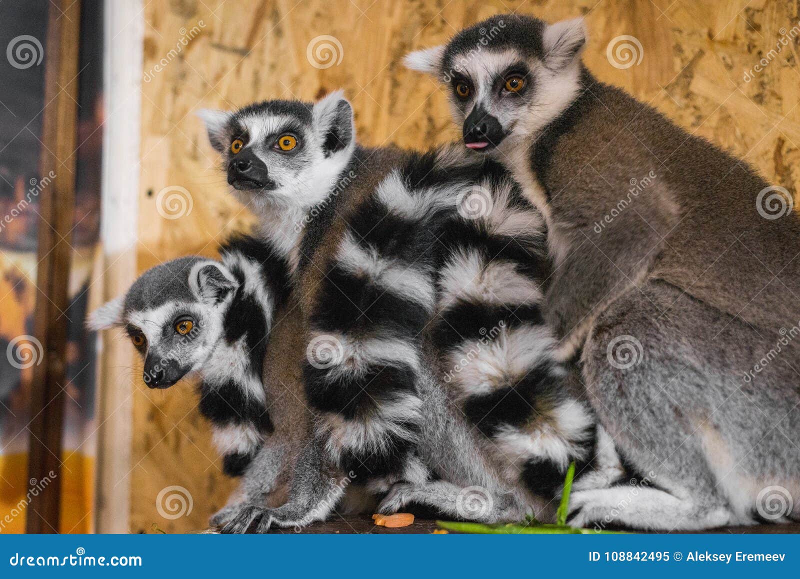 Three Lemurs Look at the Frame Stock Image - Image of apes, onebyone ...