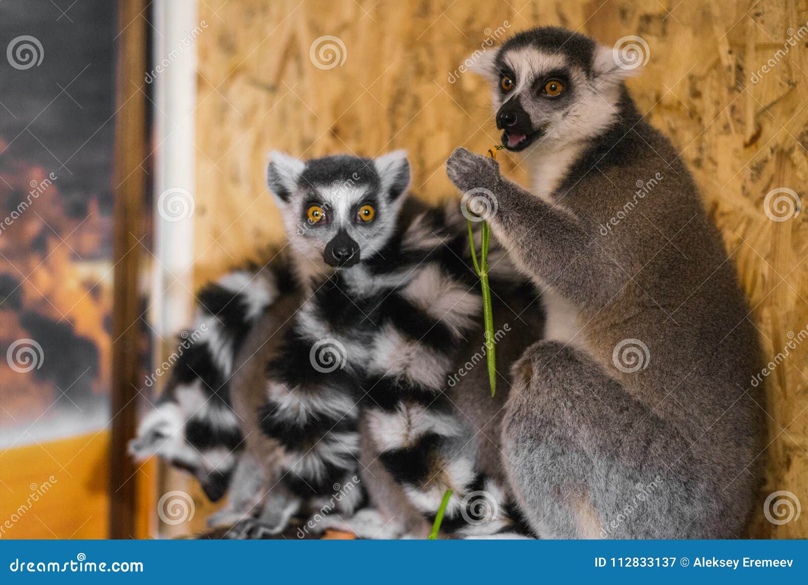 Three Lemurs Look at the Frame Stock Image - Image of inarow, look ...