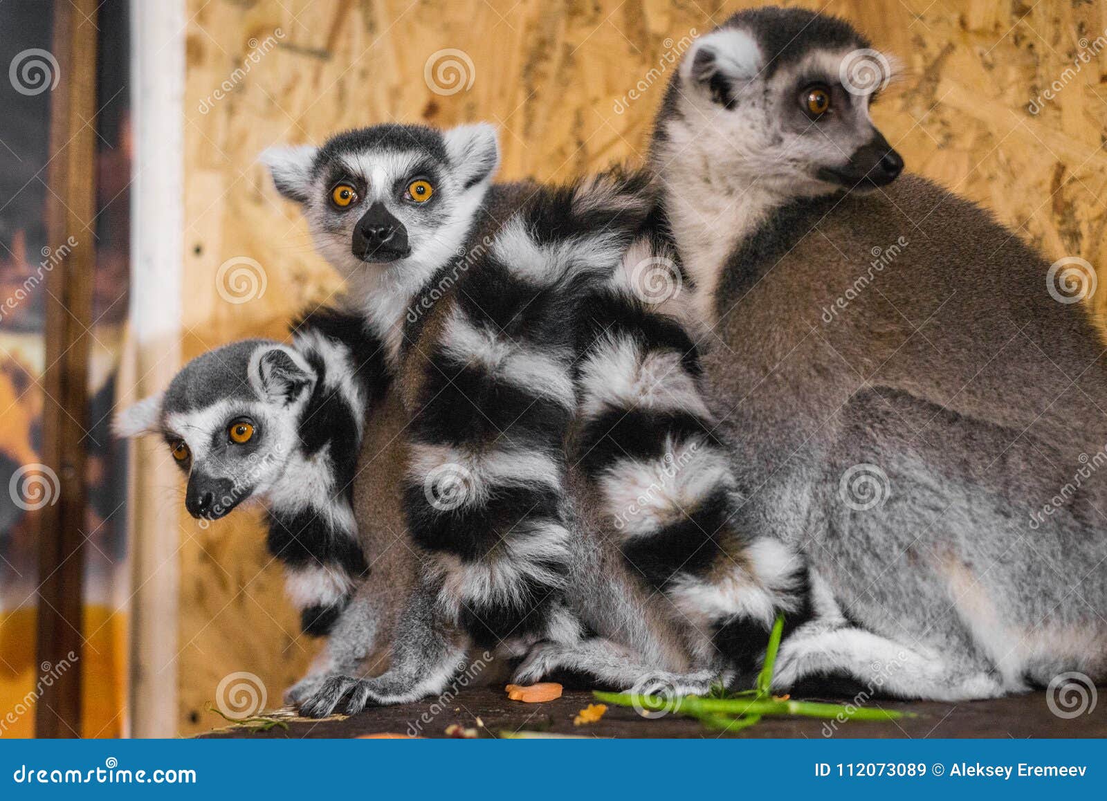 Three Lemurs Look at the Frame Stock Image - Image of africa, black: 112073089