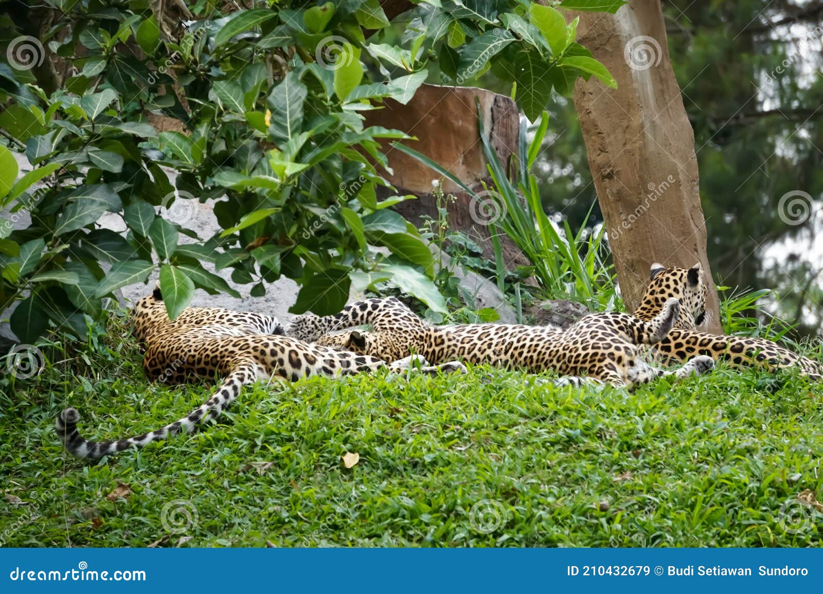 Three Leopards Rest during the Day Stock Image - Image of three ...