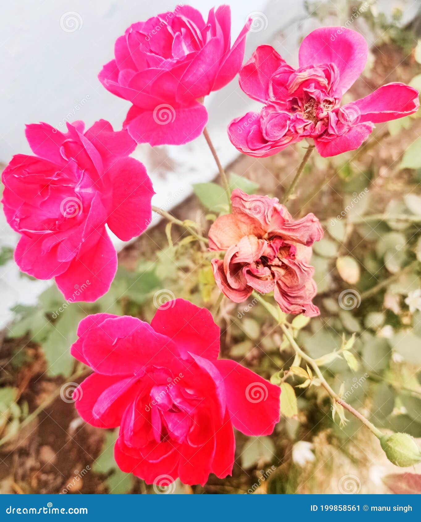 Three life phases of rose stock image. Image of sick - 199858561