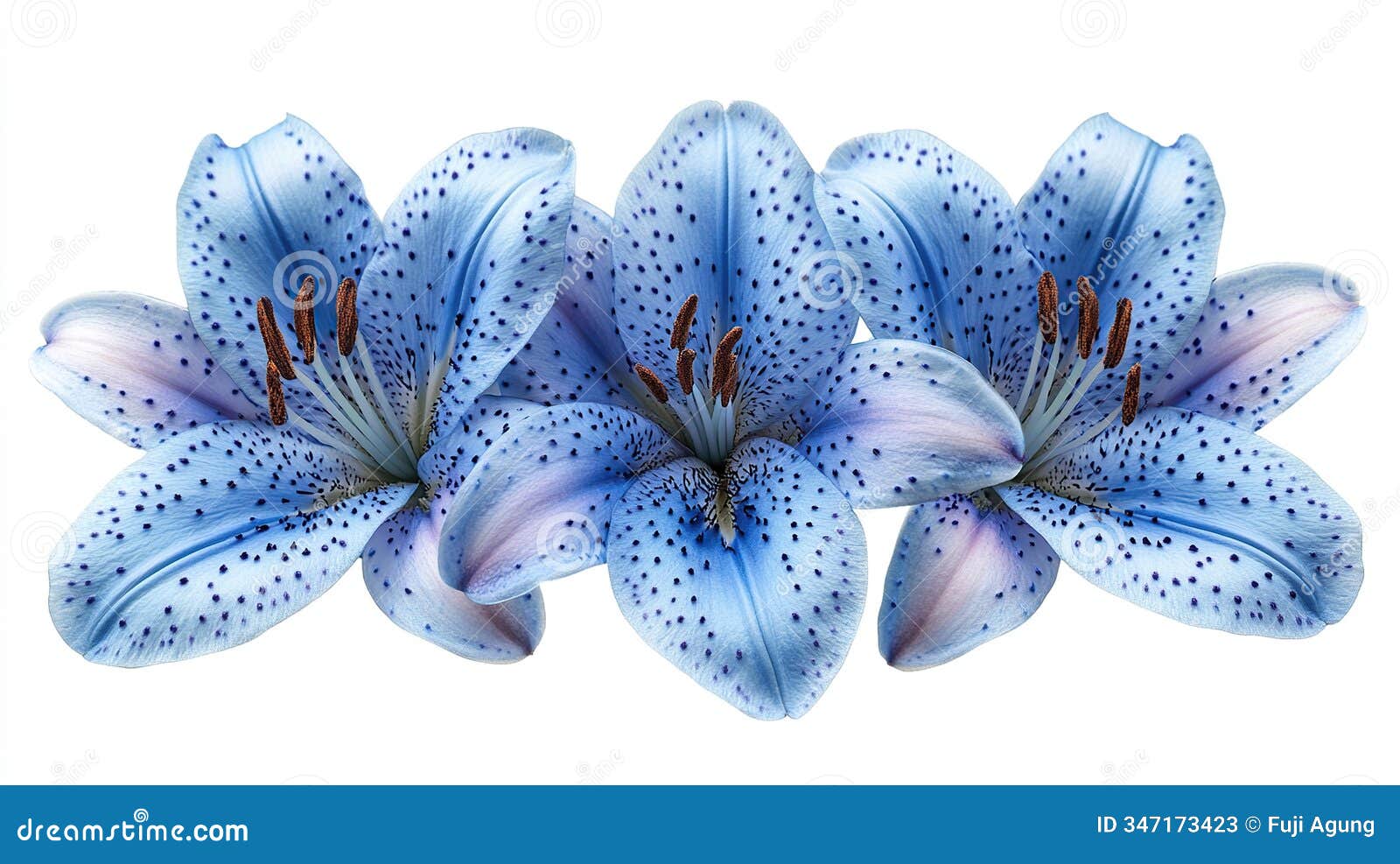 Three Light Blue Lilies with Dark Blue Spots, Isolated on White Stock ...