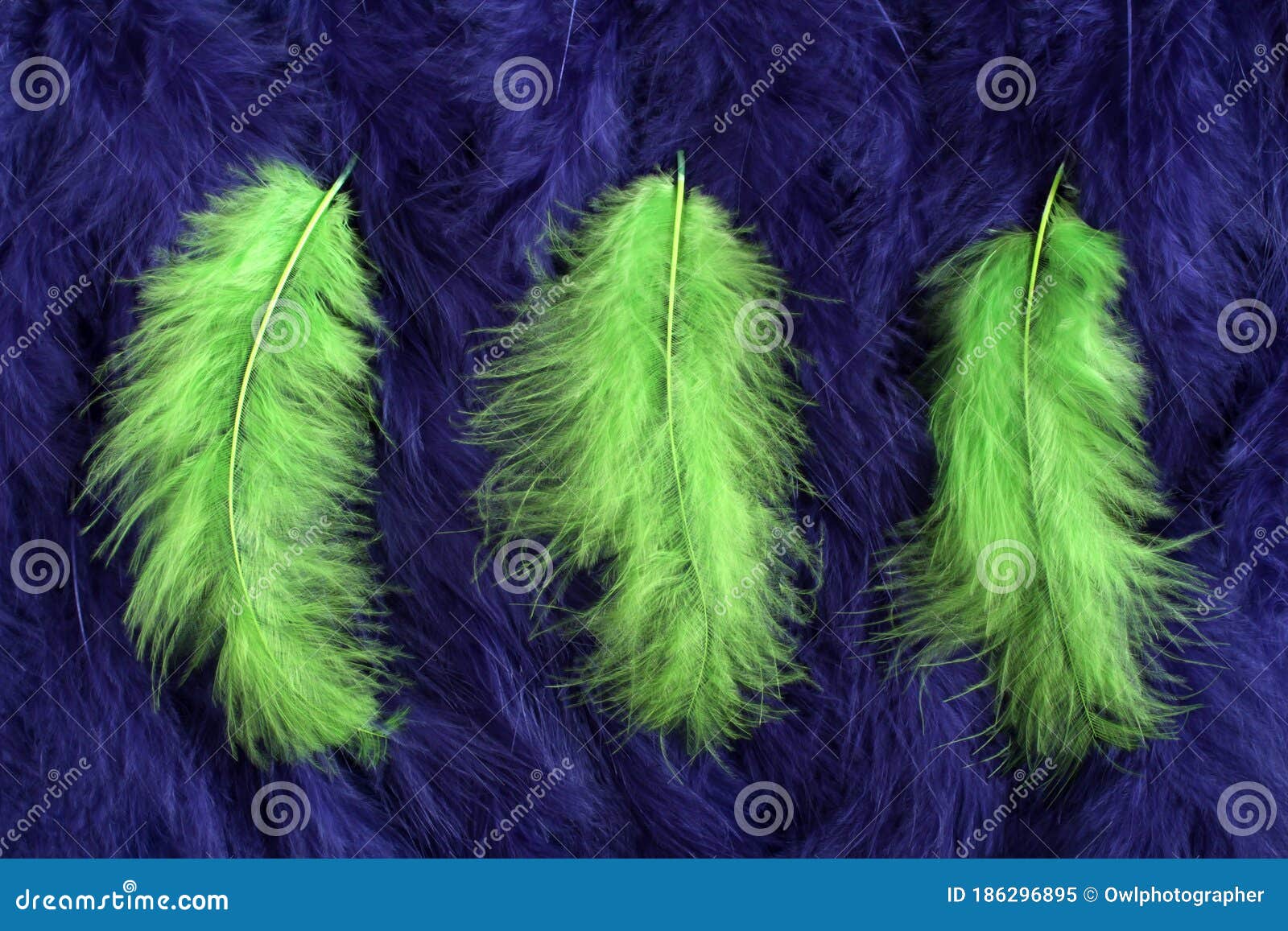 Three Light Green Feathers Lying on a Background of Navy Blue Feathers ...