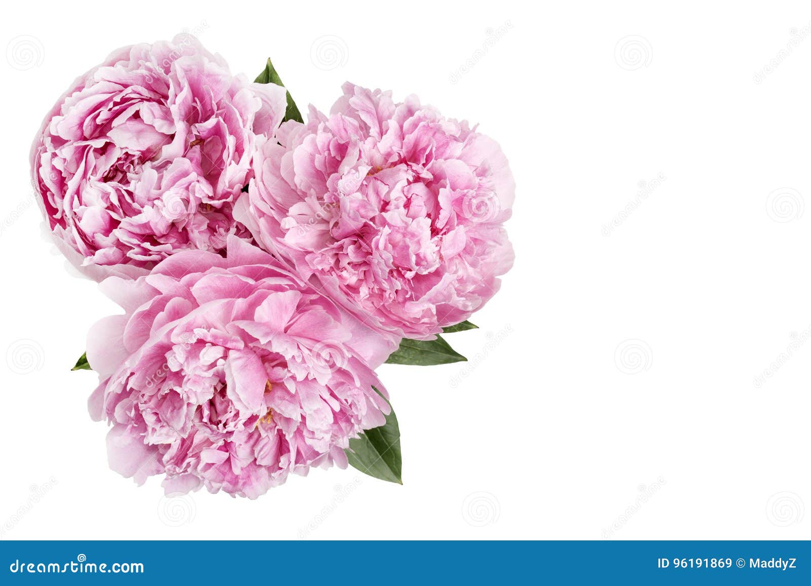 Three Light Pink Peonies Bouquet Isolated on White Background, Top View ...