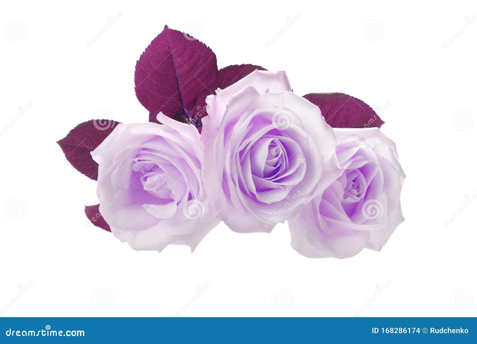 Three Roses Isolated on White Stock Photo - Image of greeting, leaf ...