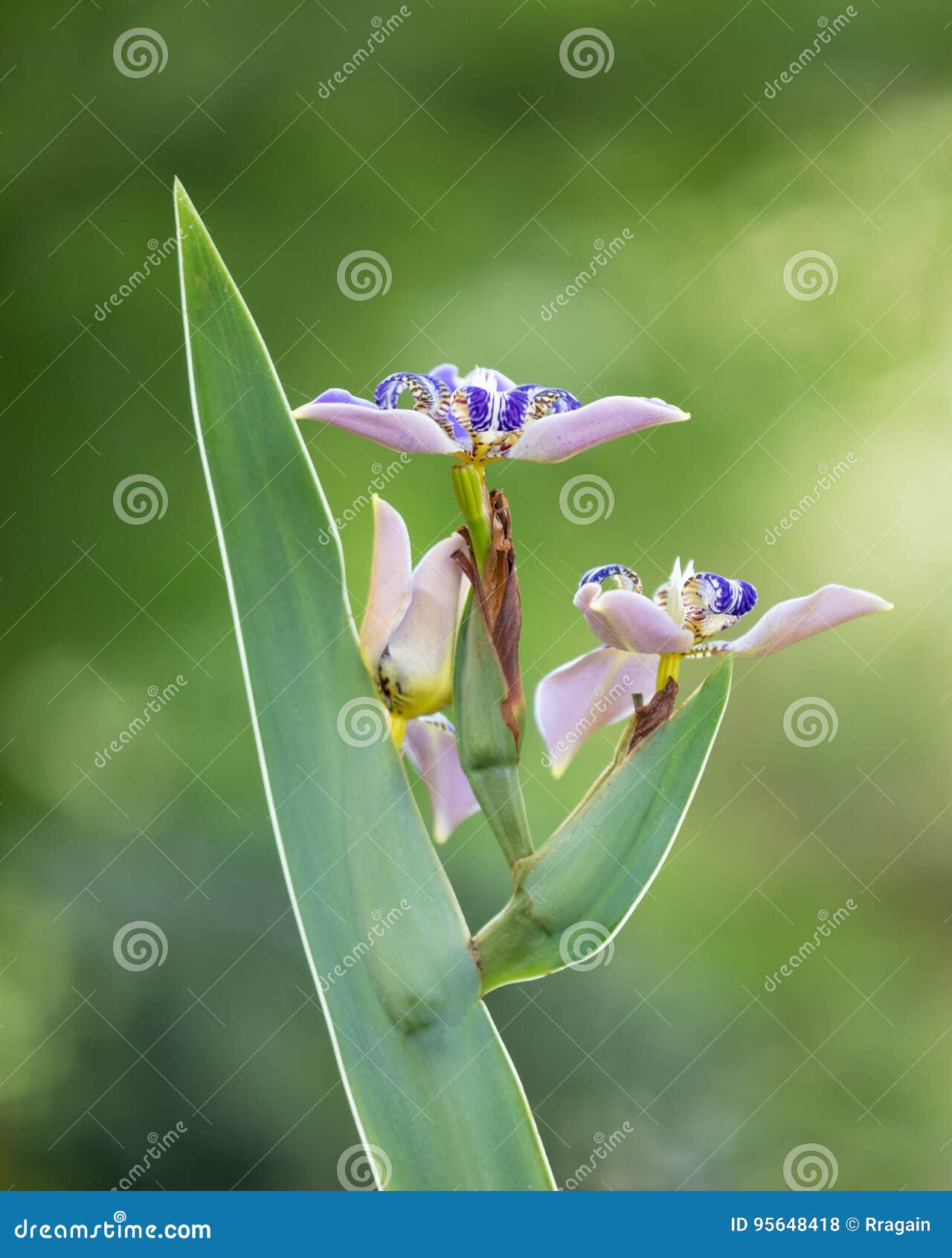 Three Lilies stock photo. Image of hybrid, lily, tropic - 95648418