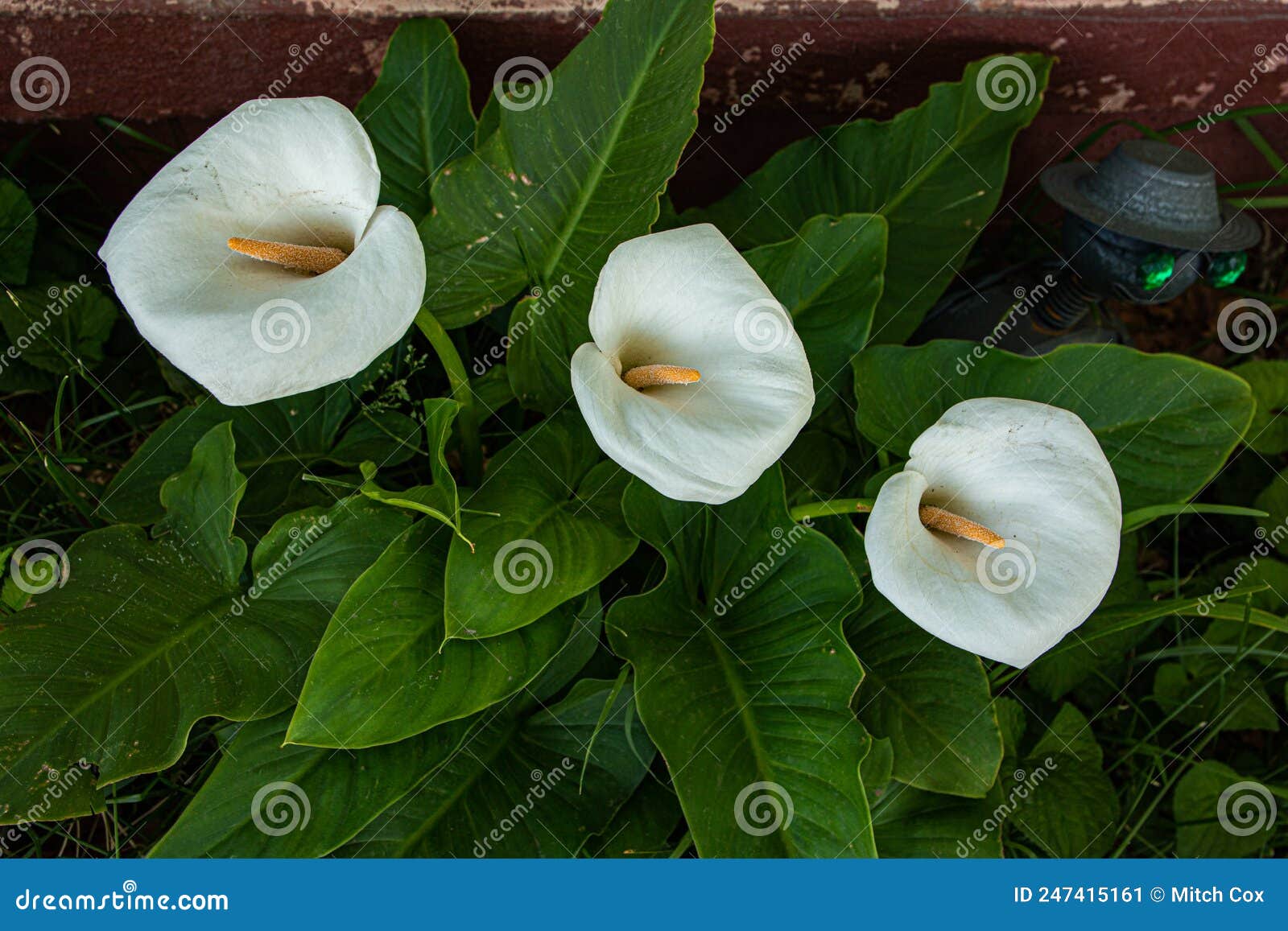 Three Lilies stock image. Image of lily, nature, blossom - 247415161