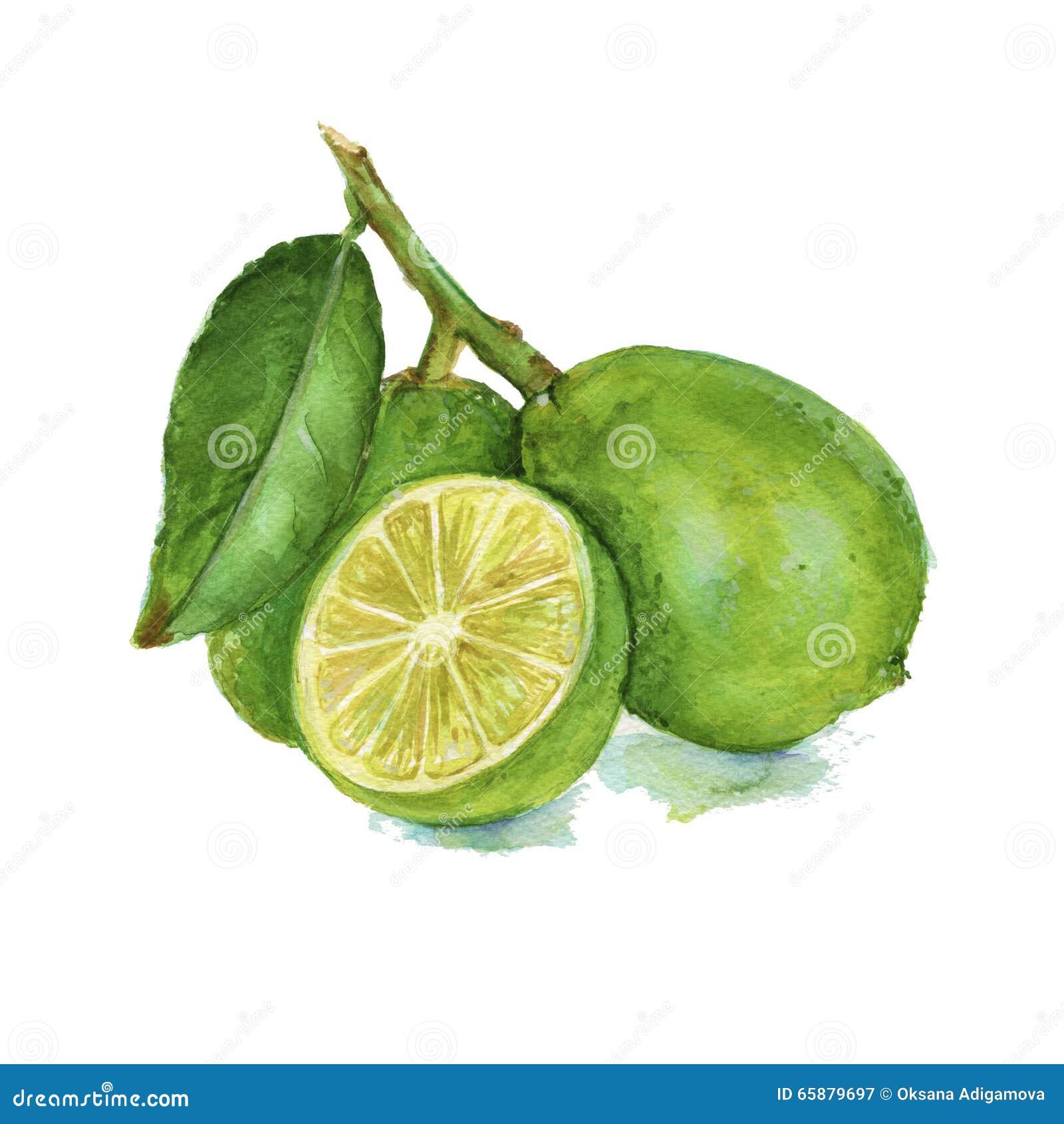 Three Lime on a Branch. . Watercolor Stock Illustration - Illustration ...