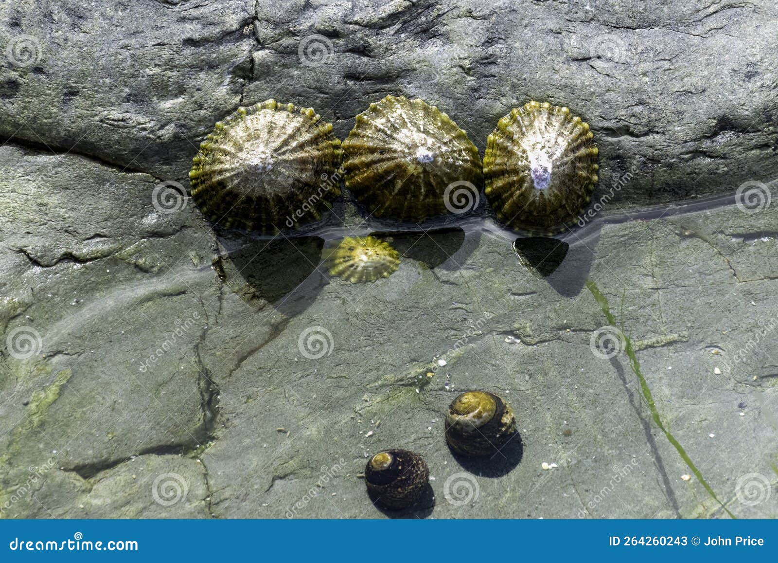 Three Limpet Shells on the Edge of a Rock Pool Stock Image - Image of ...