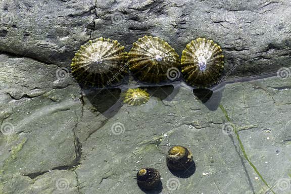 Three Limpet Shells on the Edge of a Rock Pool Stock Image - Image of ...