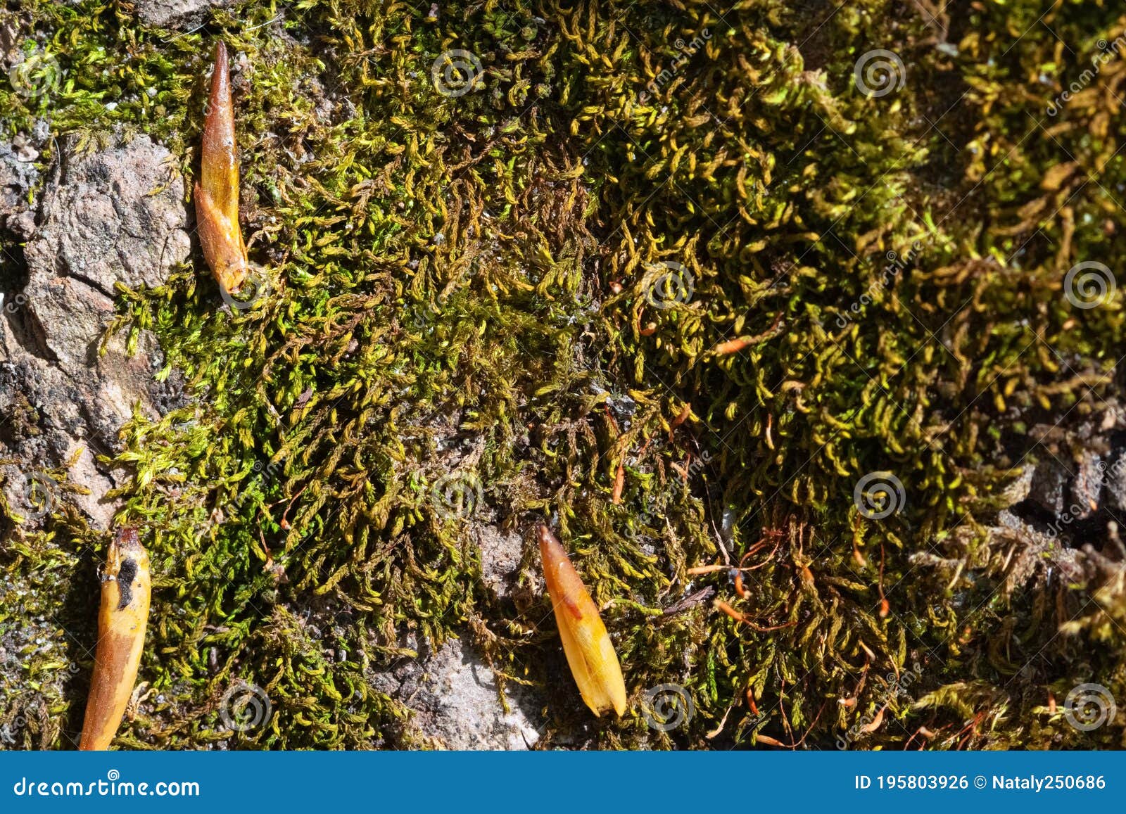 Three Linden Buds Above Fresh Moss Macro Stock Photo - Image of spring ...