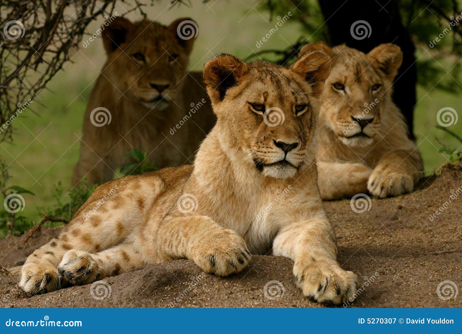 Three Lion stock image. Image of wildlife, zimbabwe, africa - 5270307
