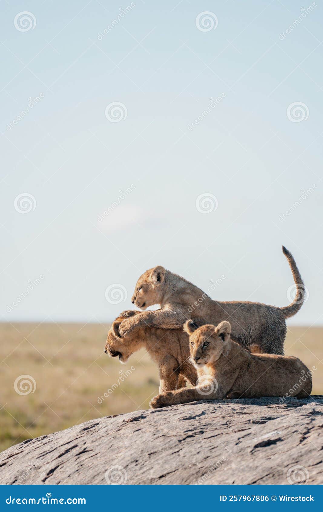 Lion Cub Playing on a Rock, Vertical Shot Stock Photo - Image of hunter ...