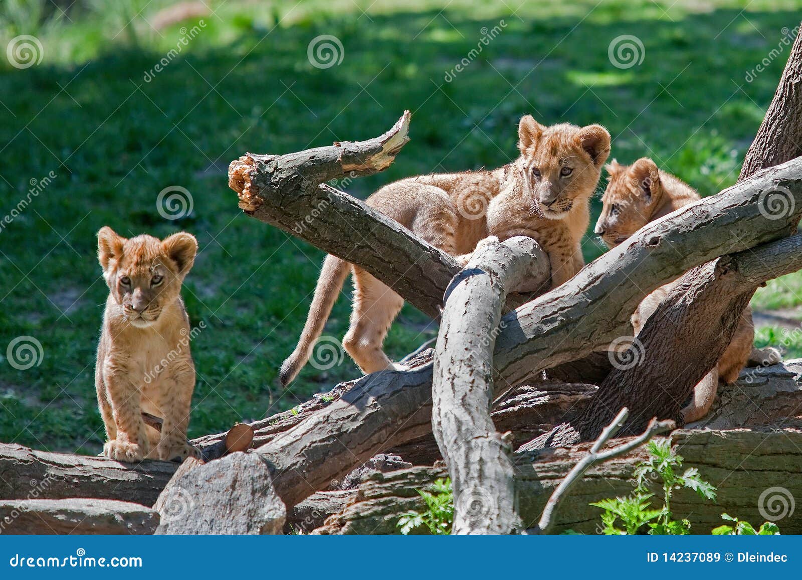Three Lion Cubs stock image. Image of animal, baby, carnivore - 14237089
