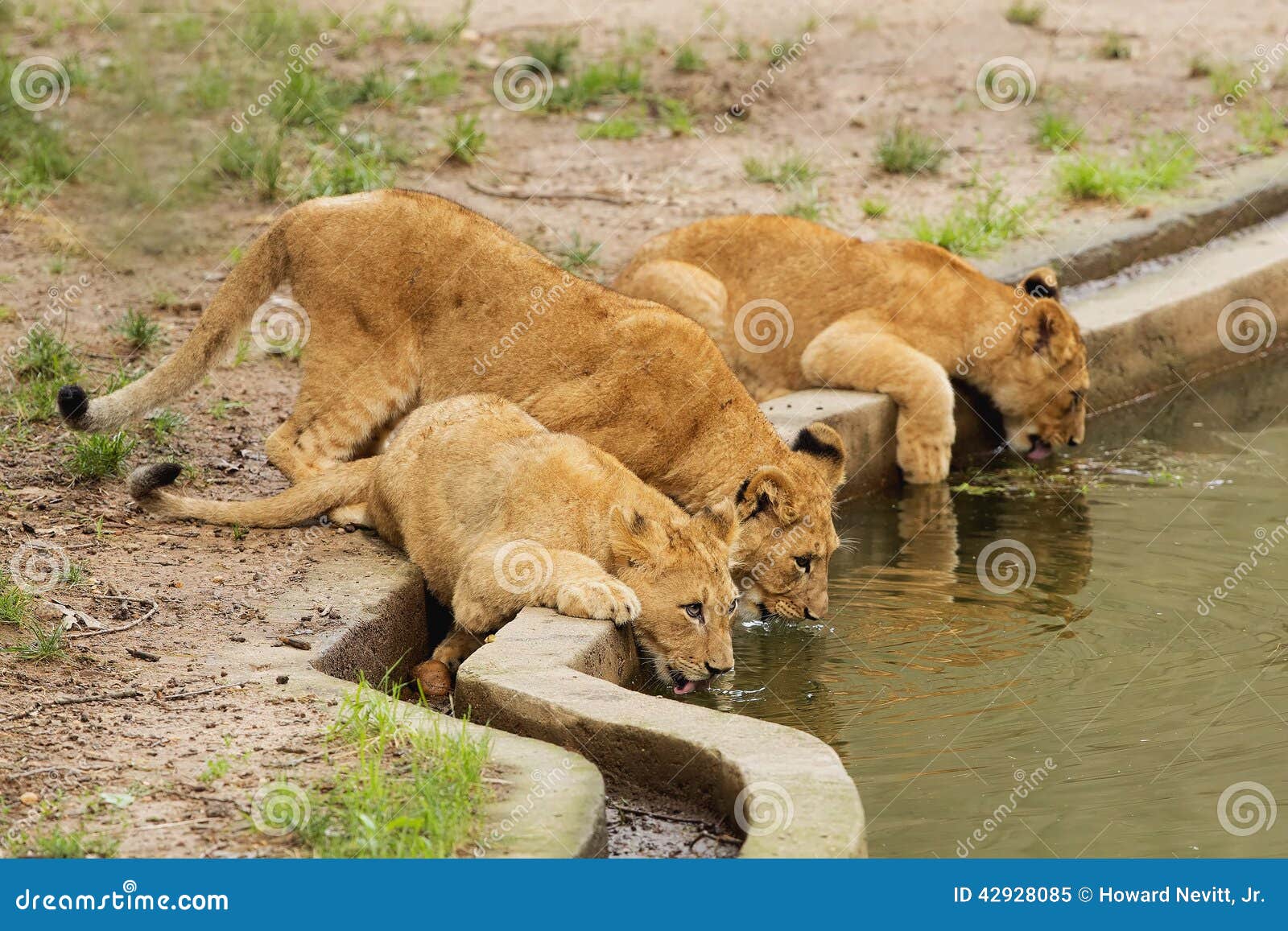 Three Lion Cubs Drinking Water Stock Image - Image of thirsty, family ...