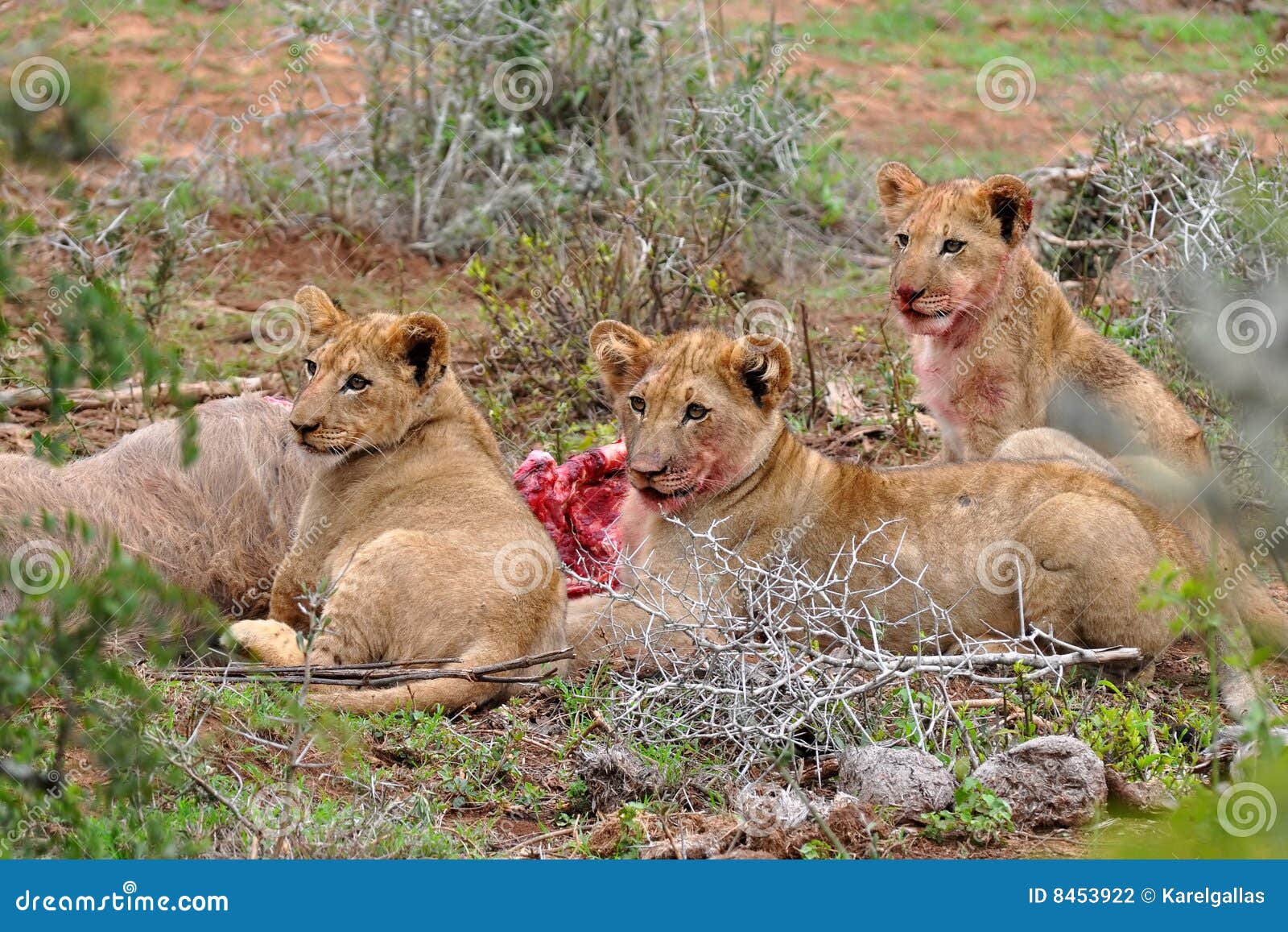 Three Lion Cubs Eating the Kudu Antelope Stock Photo - Image of kudu ...