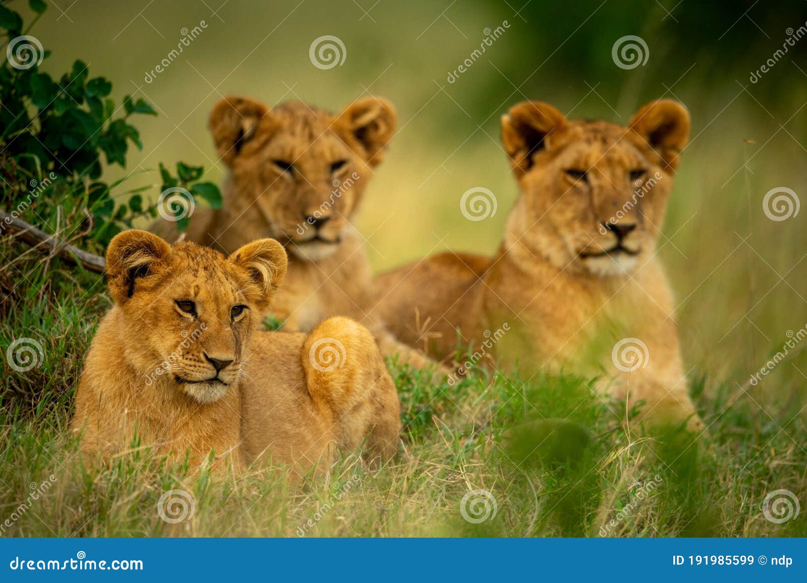 Three Lion Cubs Lie in Short Grass Stock Image - Image of plain, masai ...