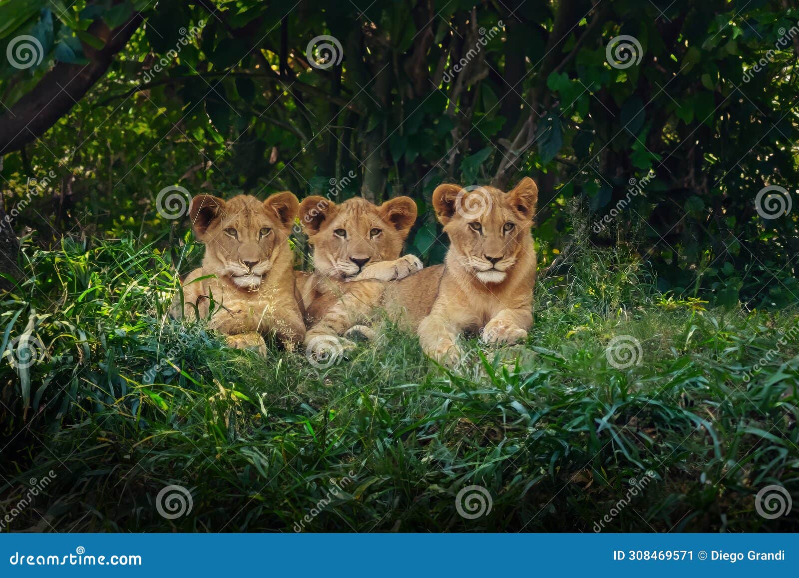 Three Lion Cubs stock image. Image of life, africa, nature - 308469571