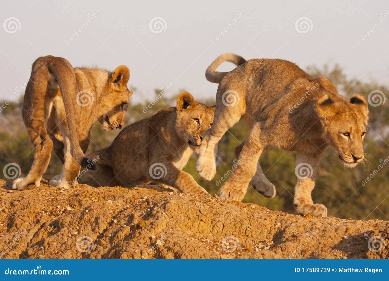 Three Lion Cubs at Play stock image. Image of africa - 17589739