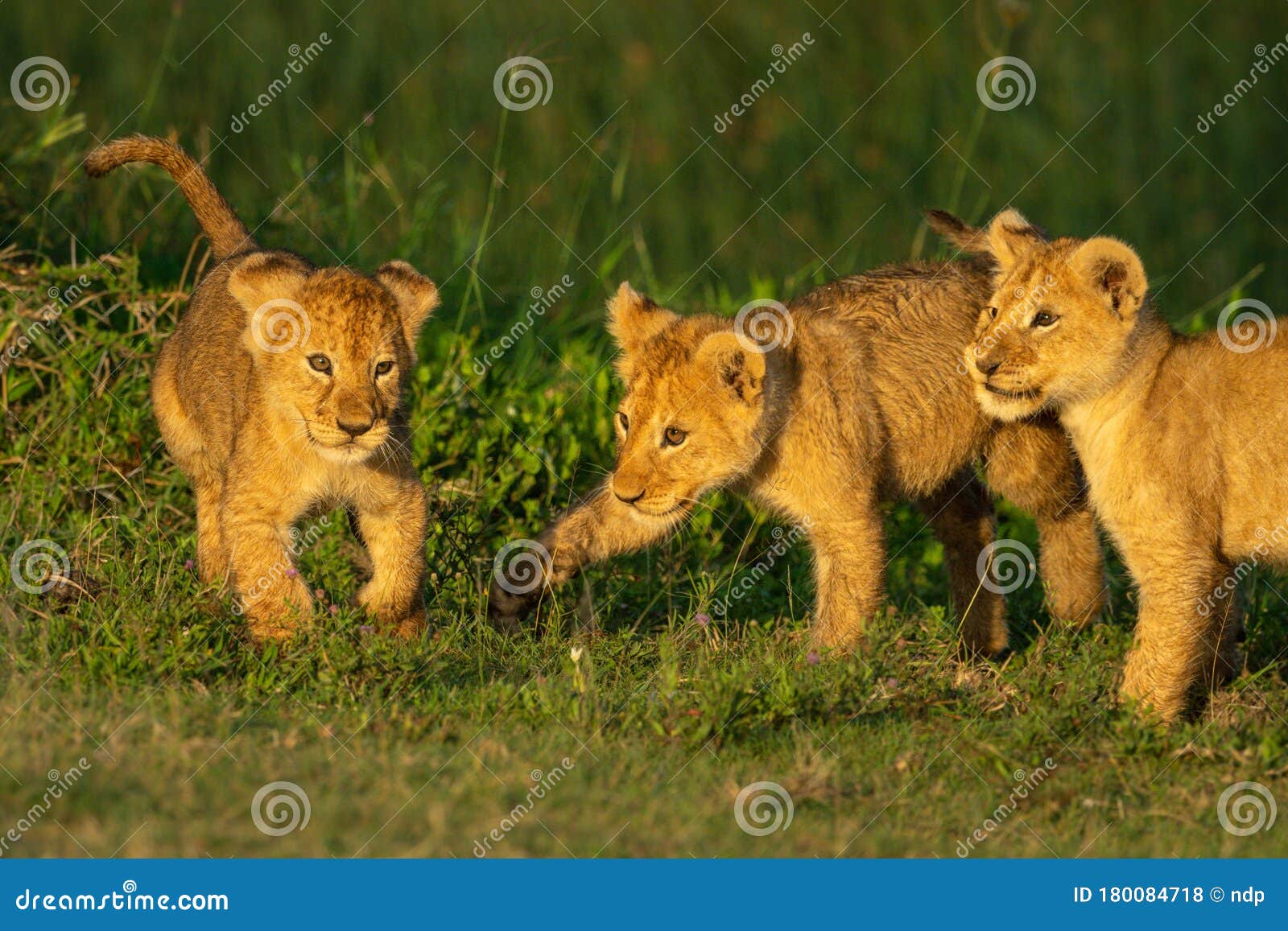 Three Lion Cubs Play Fight on Grass Stock Photo - Image of fight ...