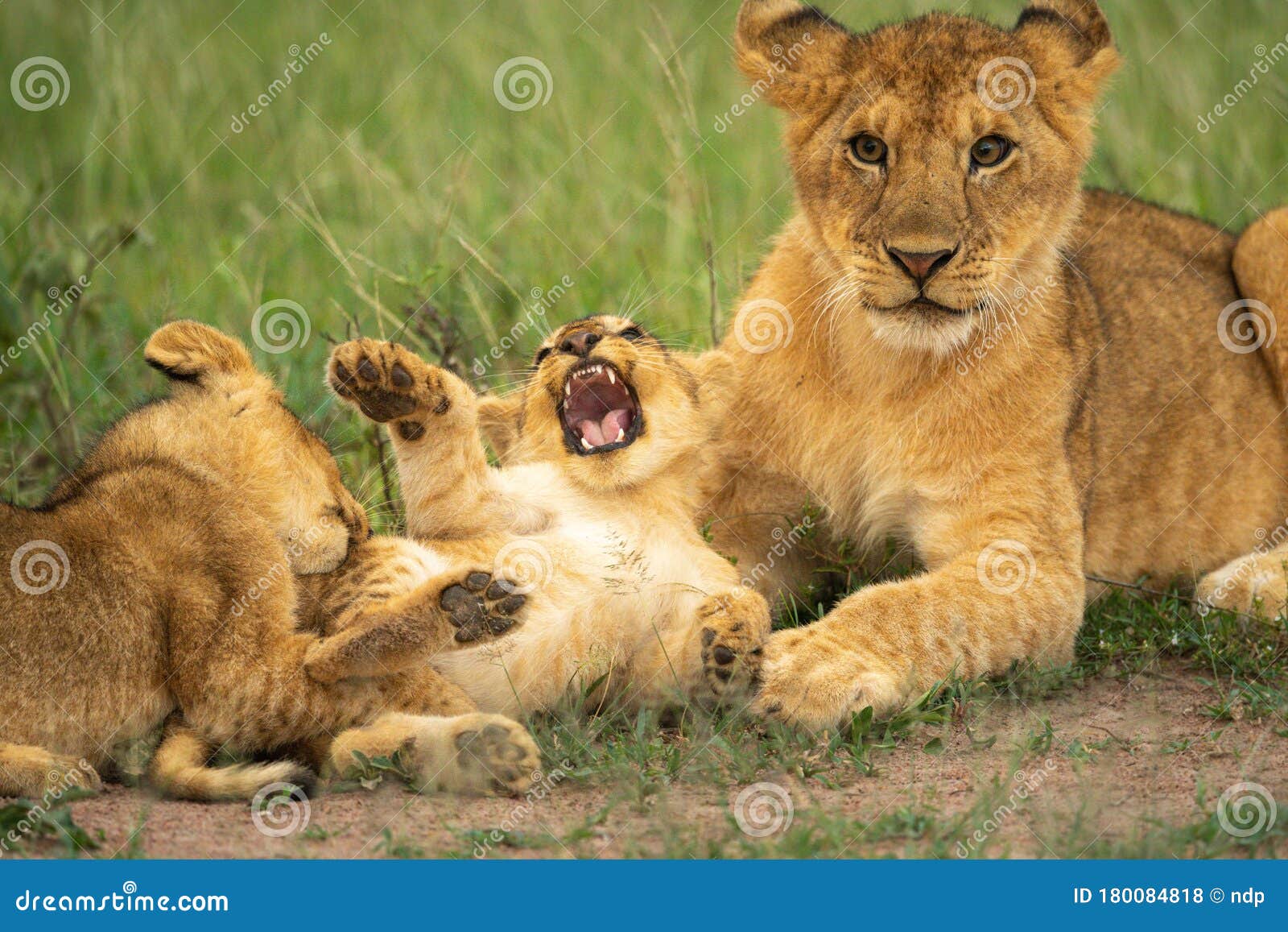 Three Lion Cubs Play Fighting in Grass Stock Photo - Image of african ...