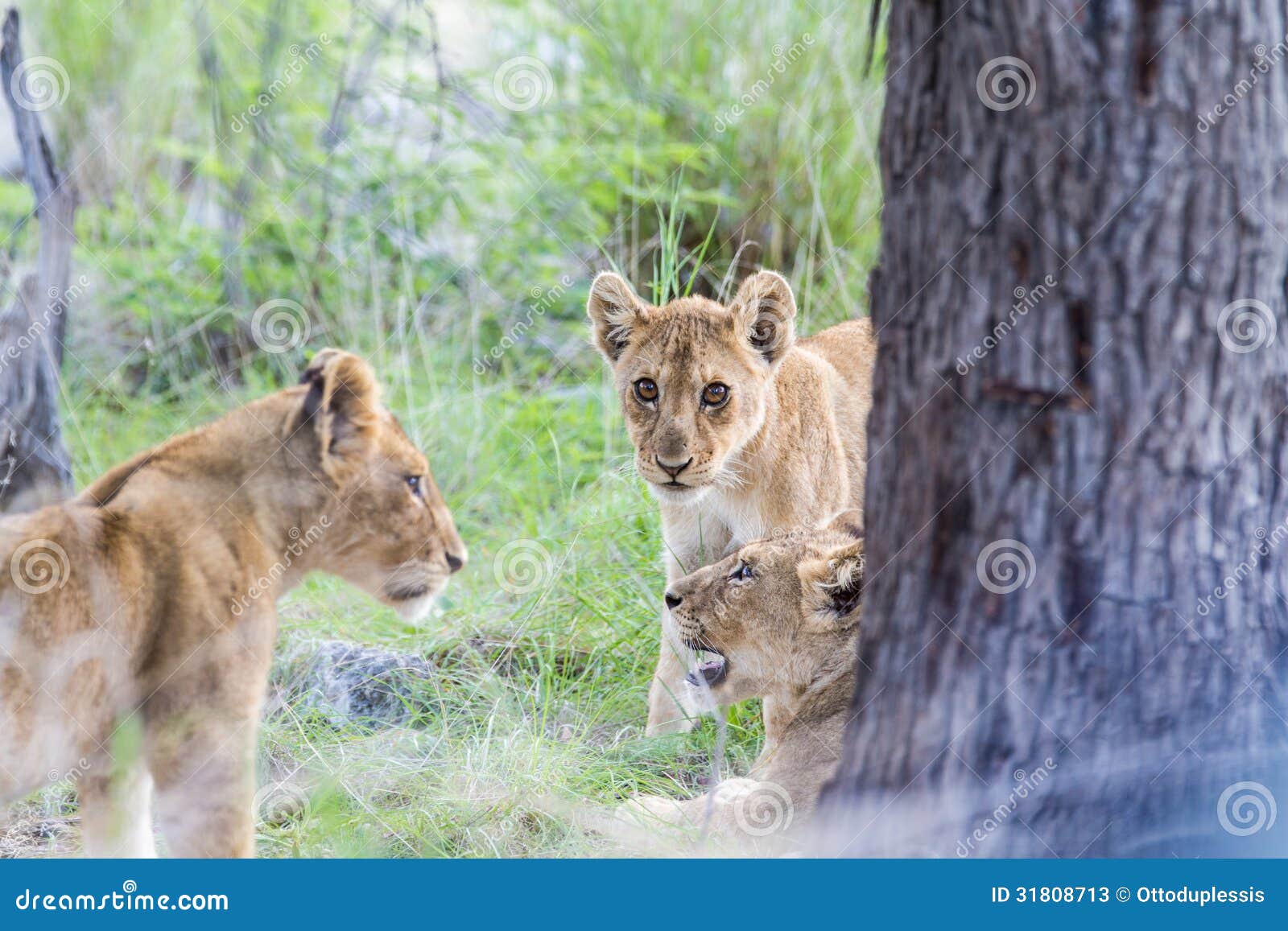 Three lion cubs stock image. Image of grass, african - 31808713
