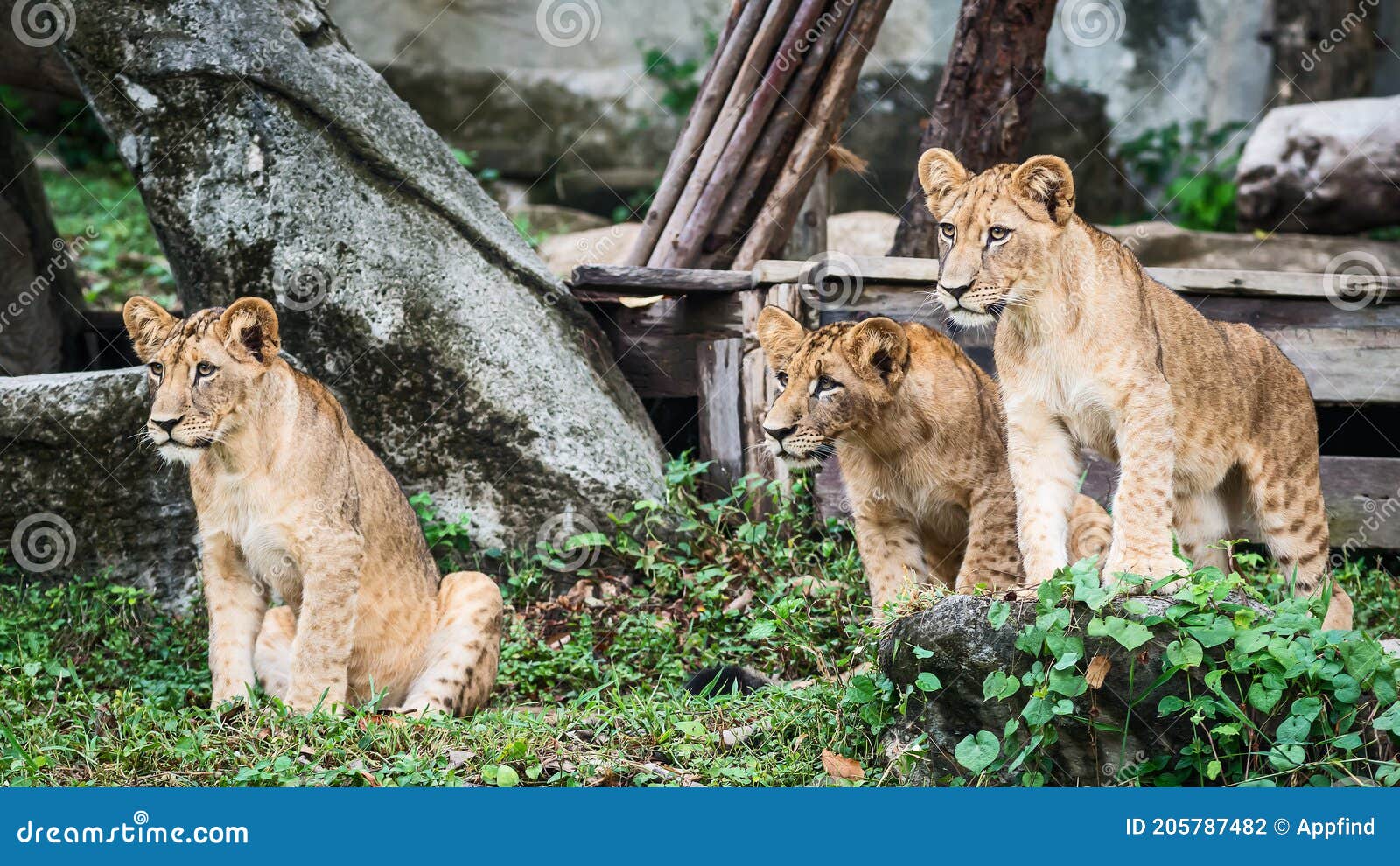 Three lion cubs stock photo. Image of nature, safari - 205787482