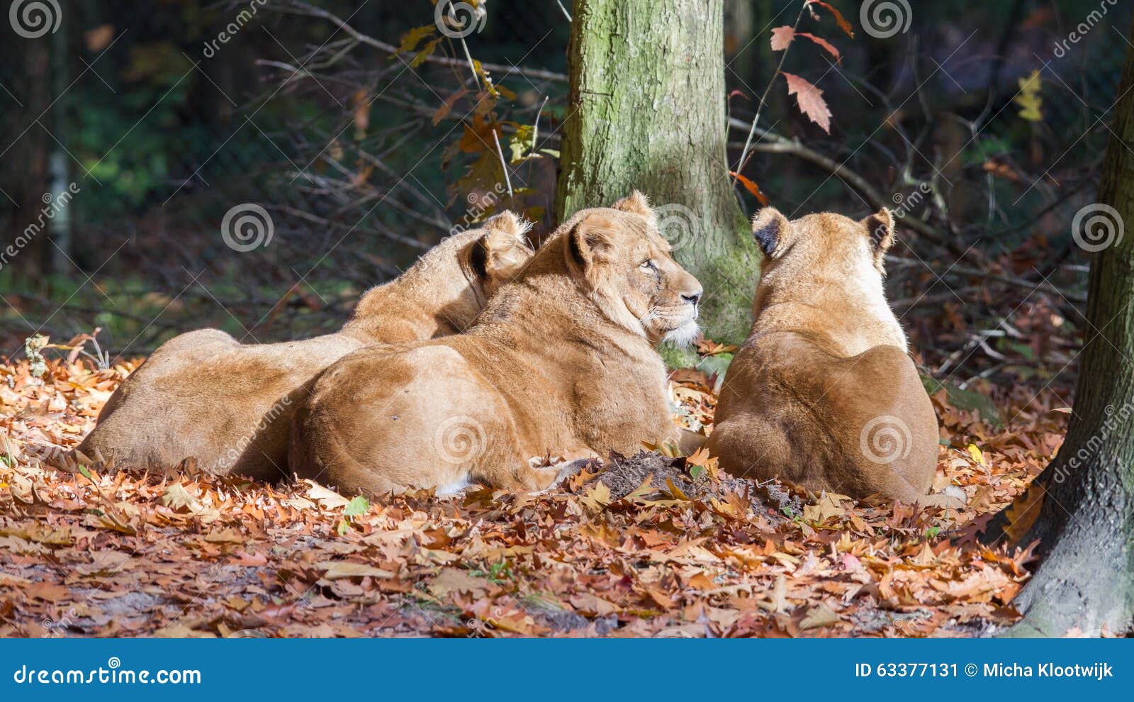 Three Lionesses Enjoying the Sun Stock Image - Image of female, natural ...