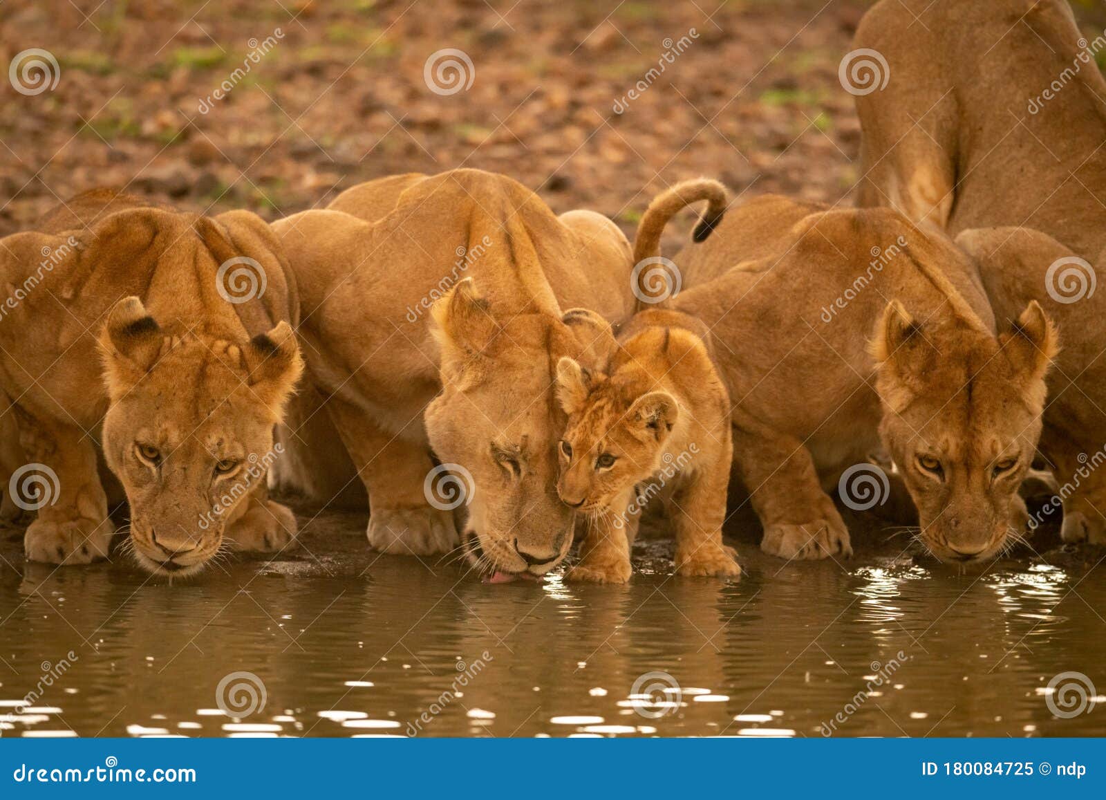 Three Lionesses Lie Drinking Water with Cub Stock Image - Image of ...