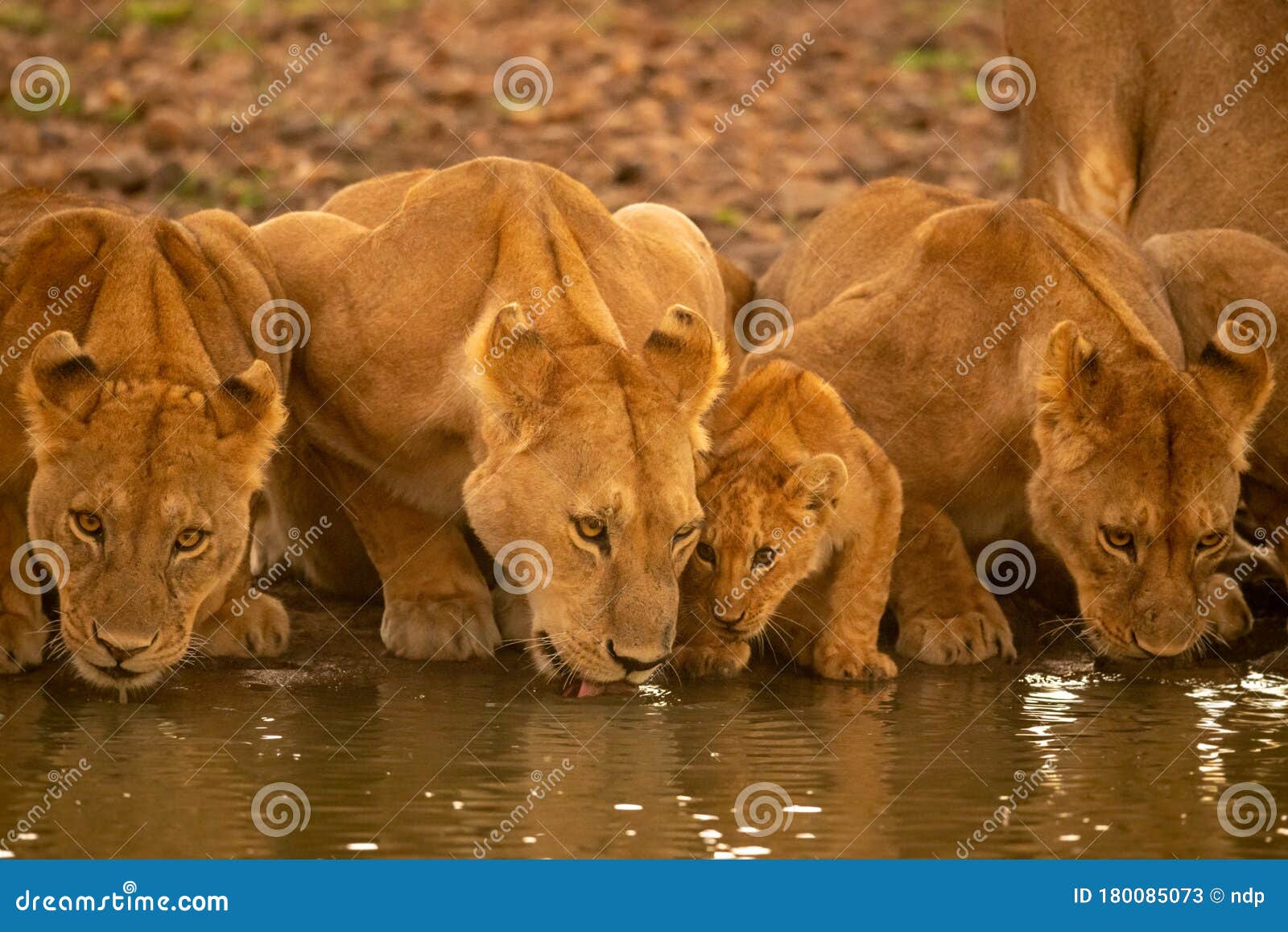 Three Lionesses Lie Drinking Water beside Cub Stock Image - Image of ...