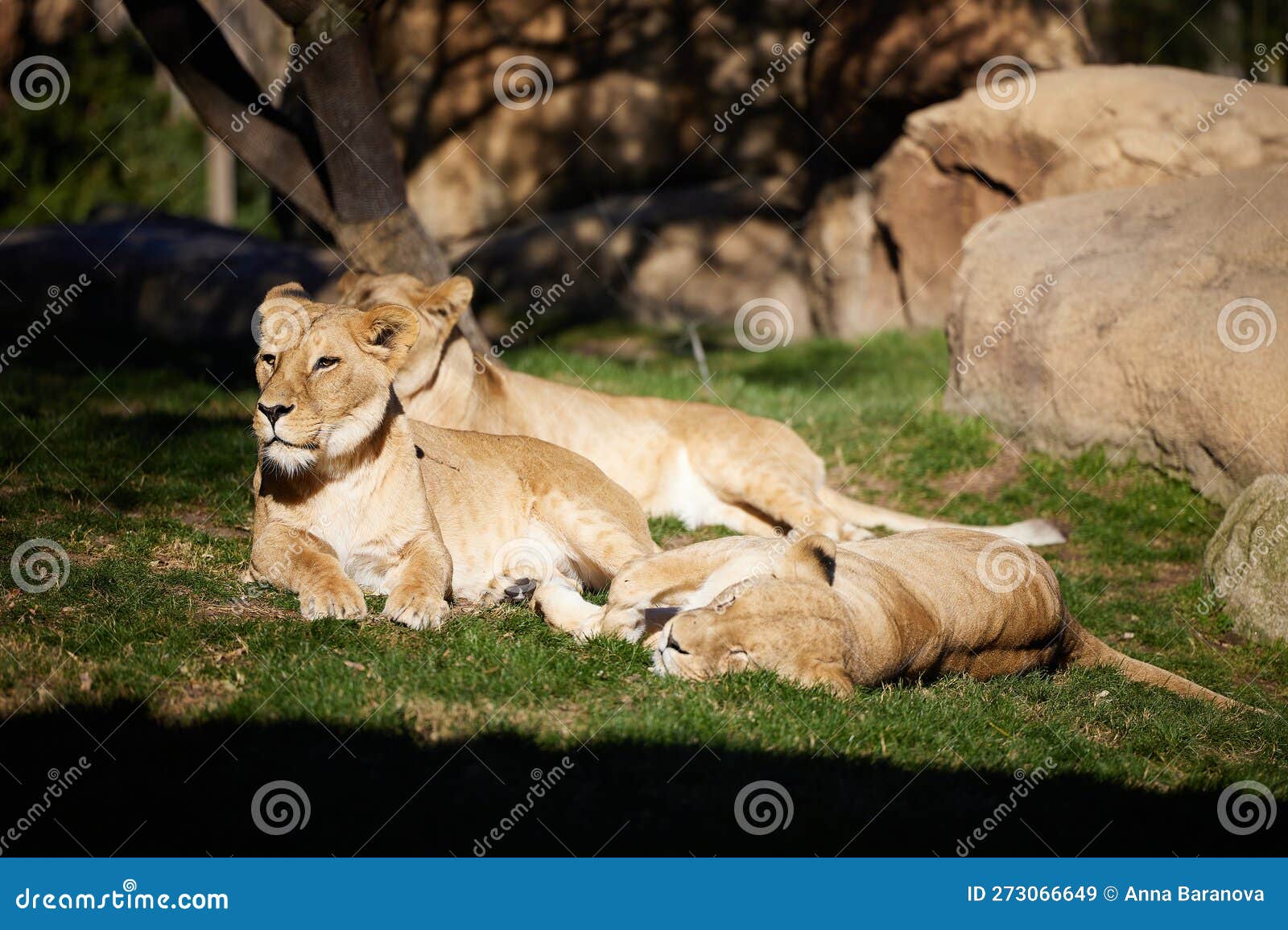 Three Lionesses Lies In Safari Park Stock Photography | CartoonDealer ...