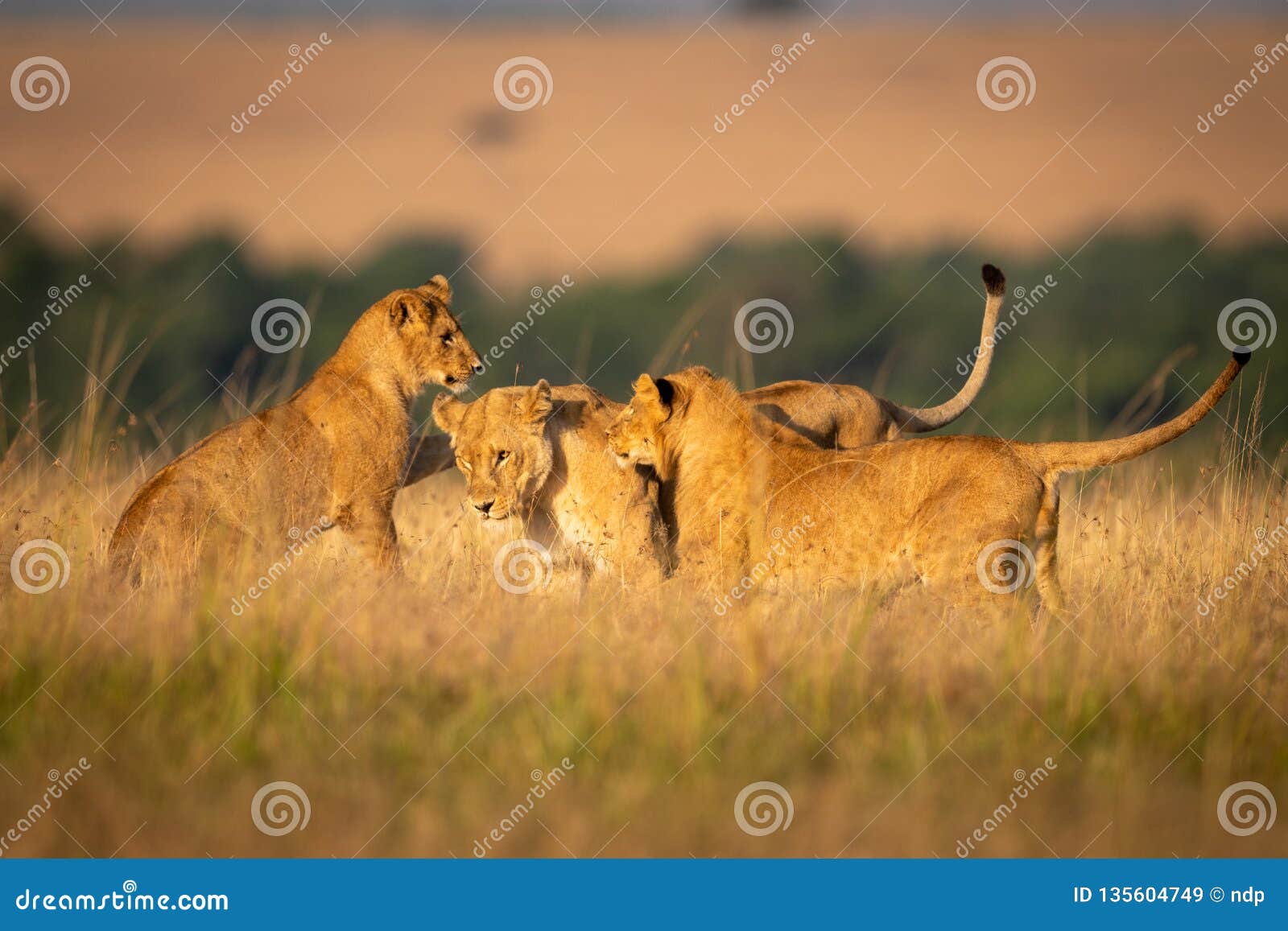 Three Lionesses Play Fight in Long Grass Stock Image - Image of ...