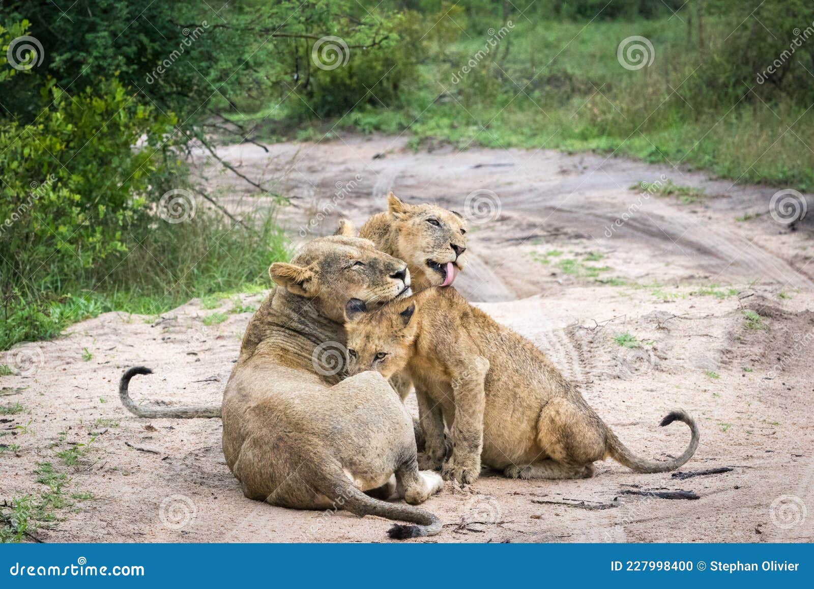 Three Lionesses Caressing Each Other Stock Photo - Image of mammals ...