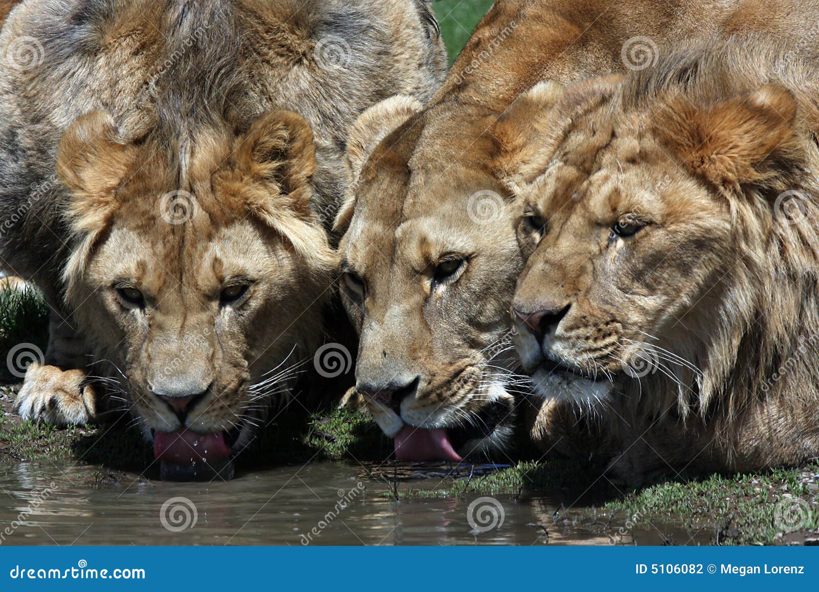 Three Lions Drinking stock photo. Image of carnivore, nose - 5106082