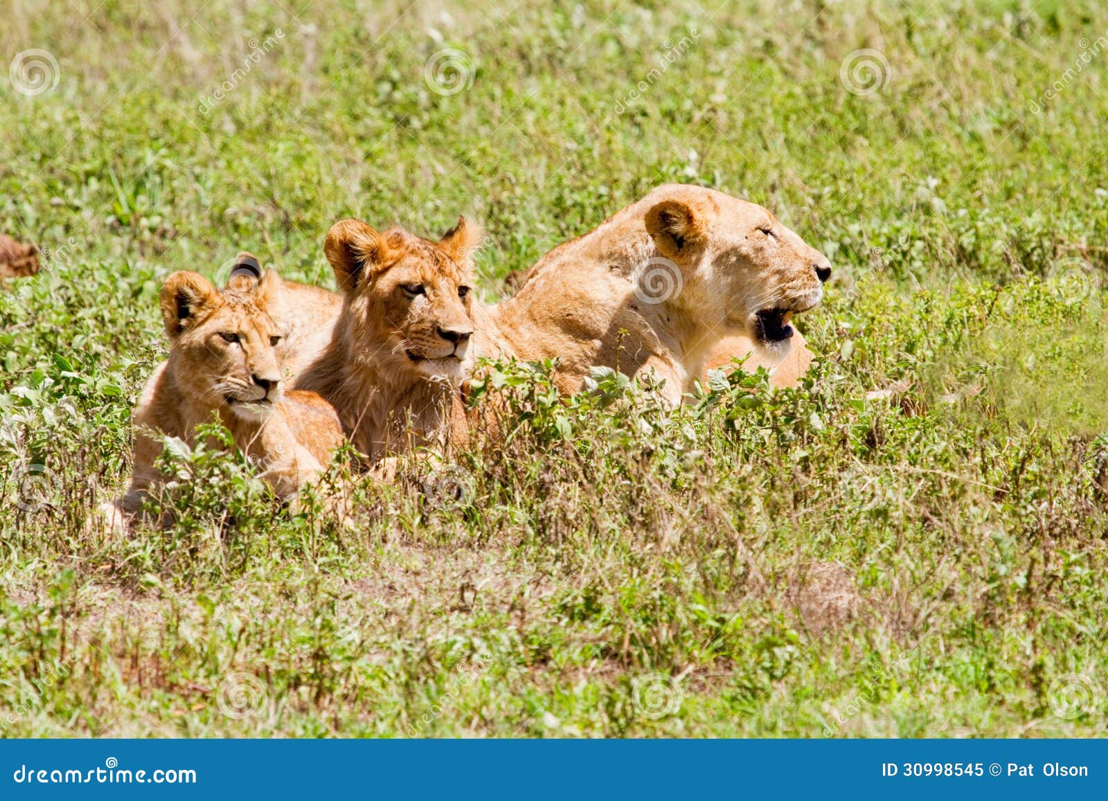 Three lions stock image. Image of lioness, savanna, nature - 30998545