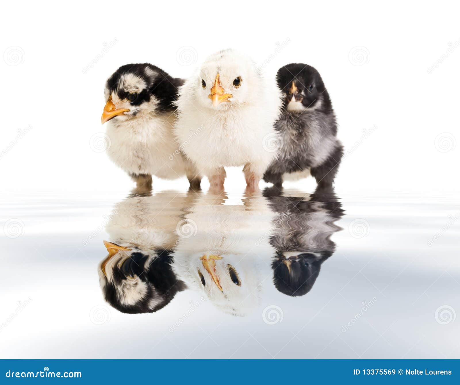 Three little birds stock image. Image of cute, black - 13375569