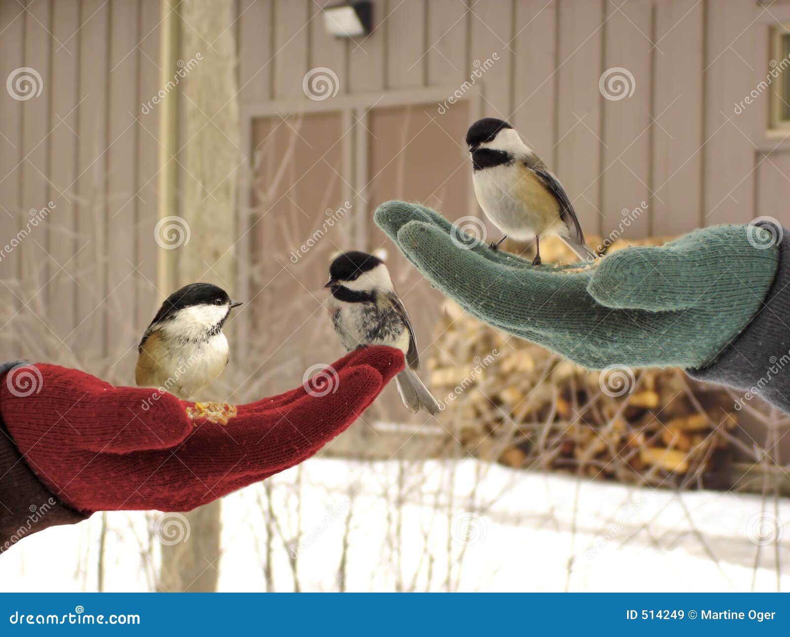 Three Chickadee Birds Sit On A Branch In Different Poses On A Sunny Day ...
