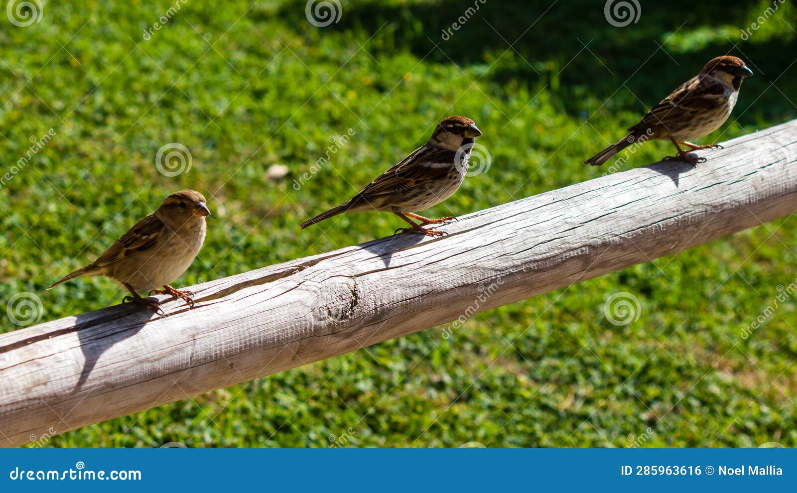 The three little birds stock photo. Image of scene, surrounded - 285963616